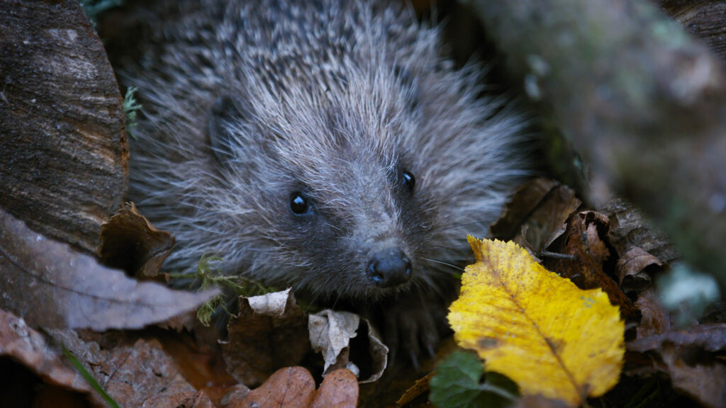 The Epic Adventure of a Hedgehog - INCOGNITA DISTRIBUTION