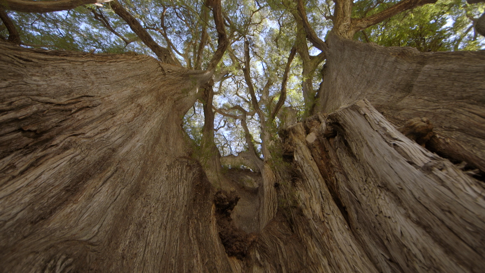 Histoires d'arbres - INCOGNITA DISTRIBUTION